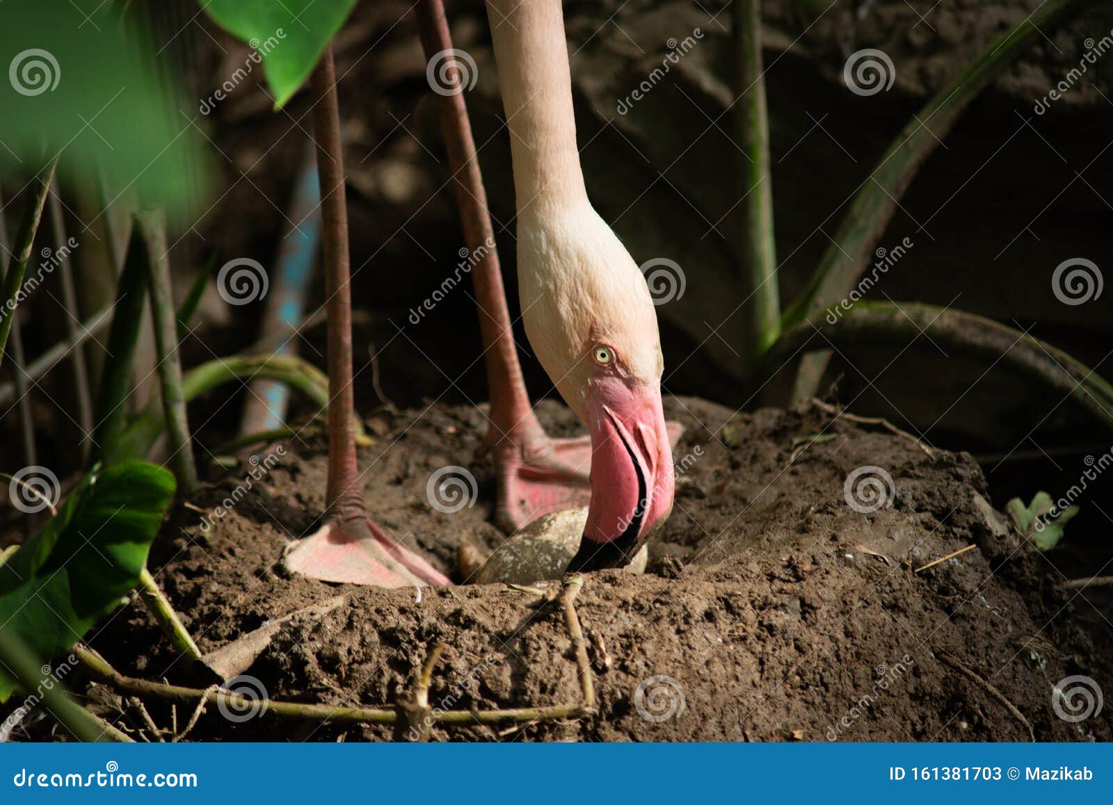 Flamingo stock image. Image of florida, animal, color - 161381703