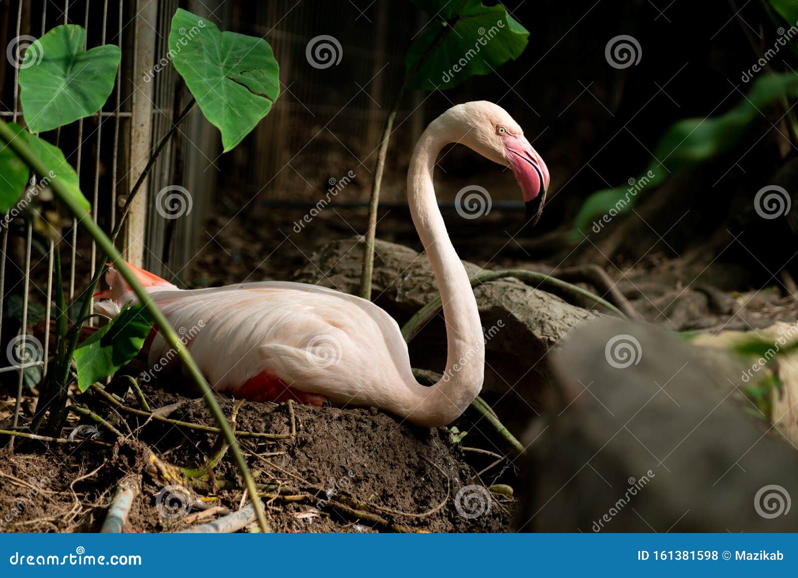 Flamingo stock photo. Image of exotic, beak, nature - 161381598
