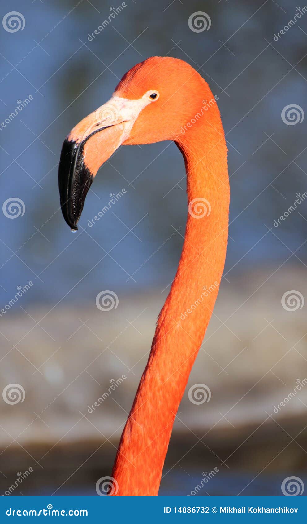 Flamingo head stock photo. Image of head, portrait, profile - 14086732