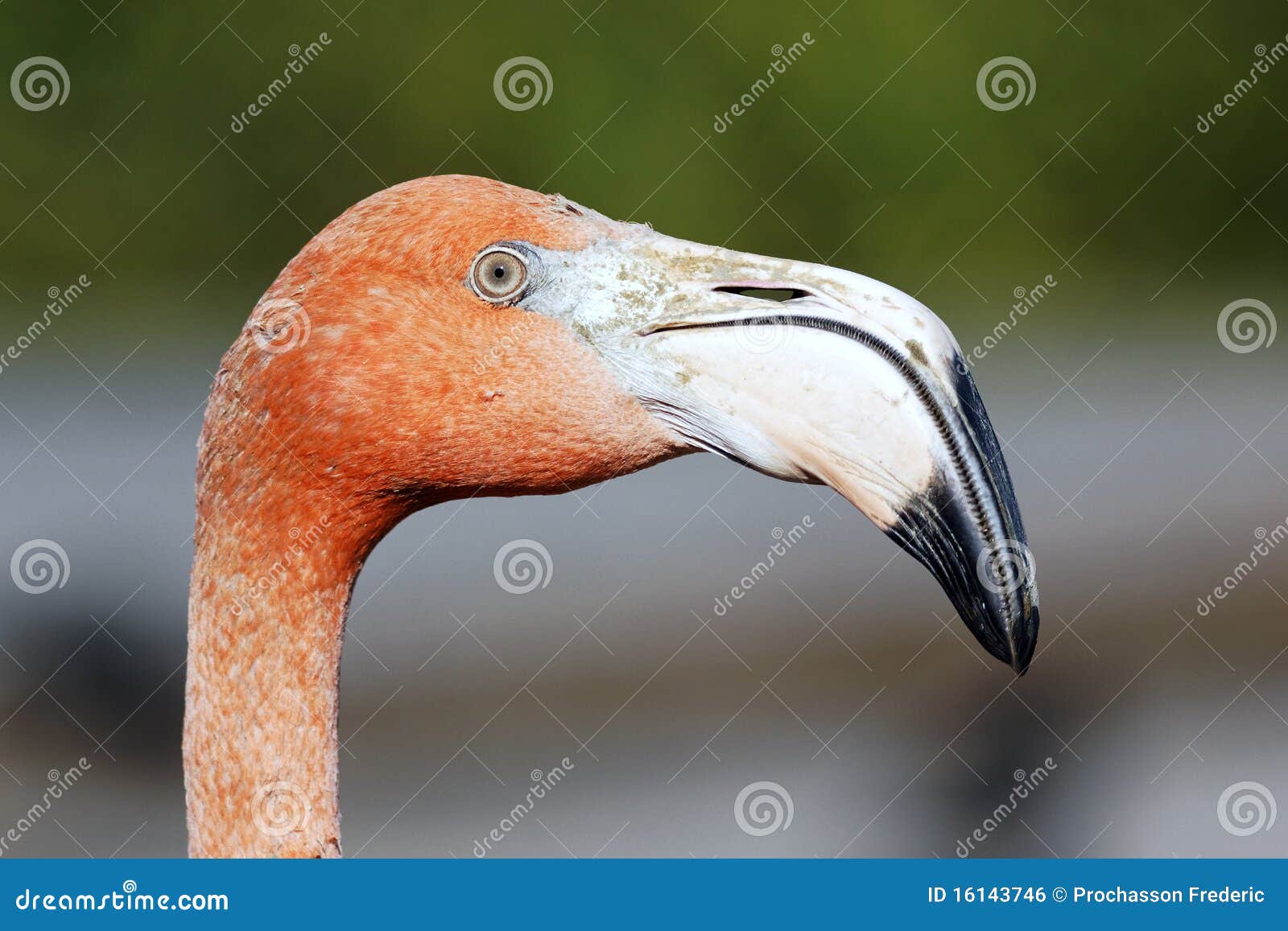 Flamingo head stock photo. Image of portrait, wading - 16143746