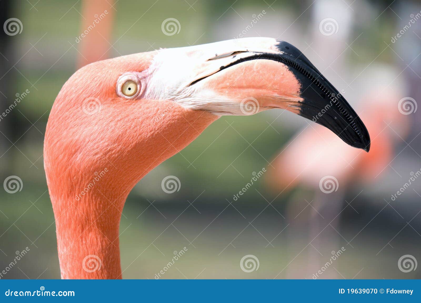 Flamingo Head stock photo. Image of beak, nature, education - 19639070
