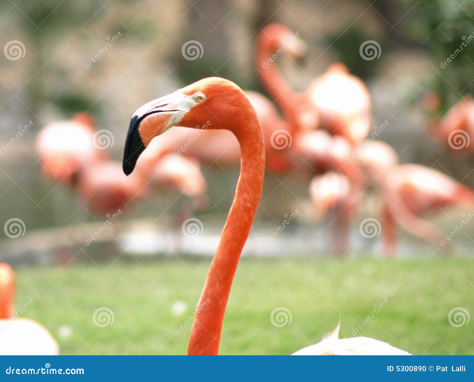 Flamingo Head Picture. Image: 5300890