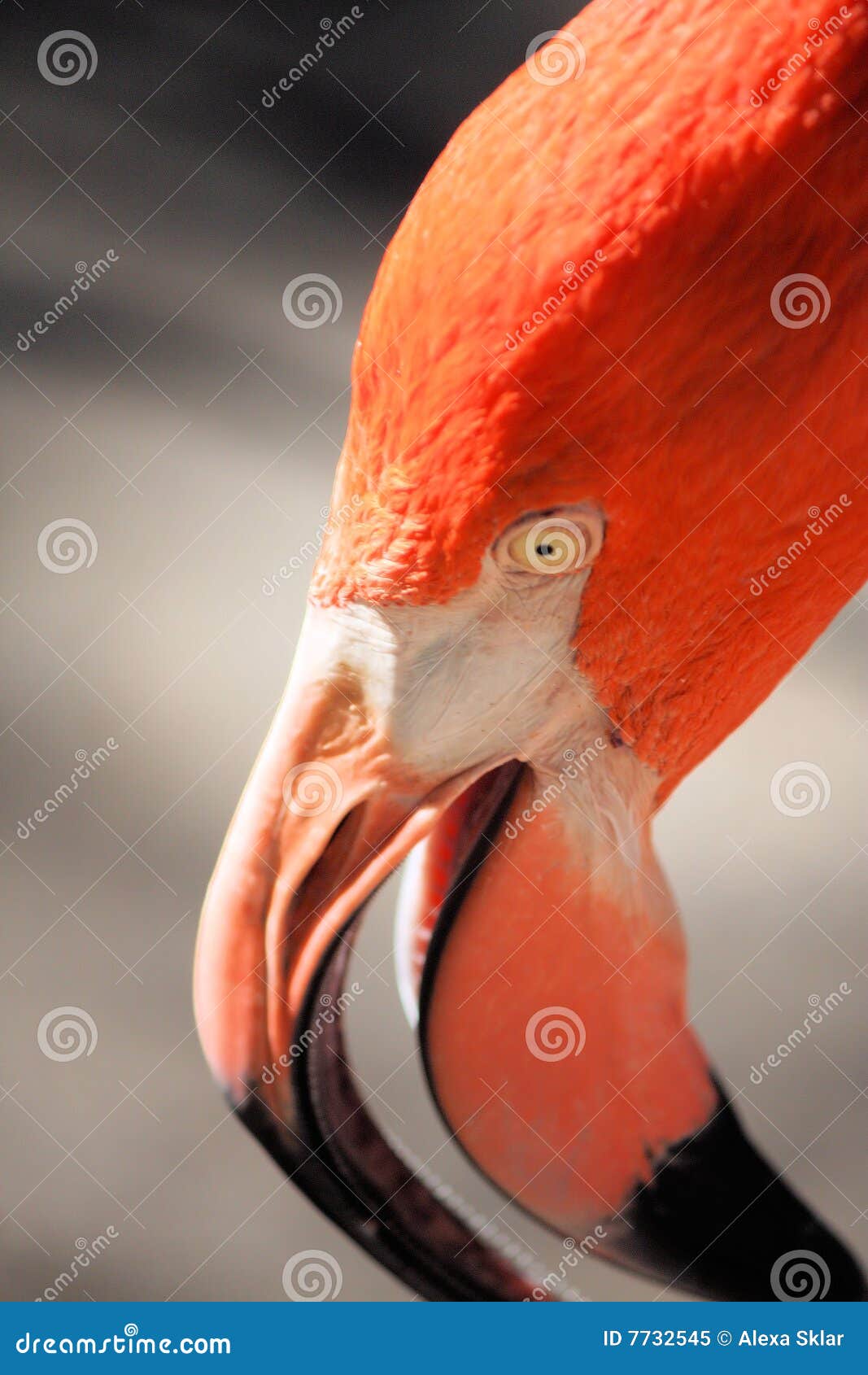 Flamingo Head stock image. Image of bright, mouth, portrait - 7732545