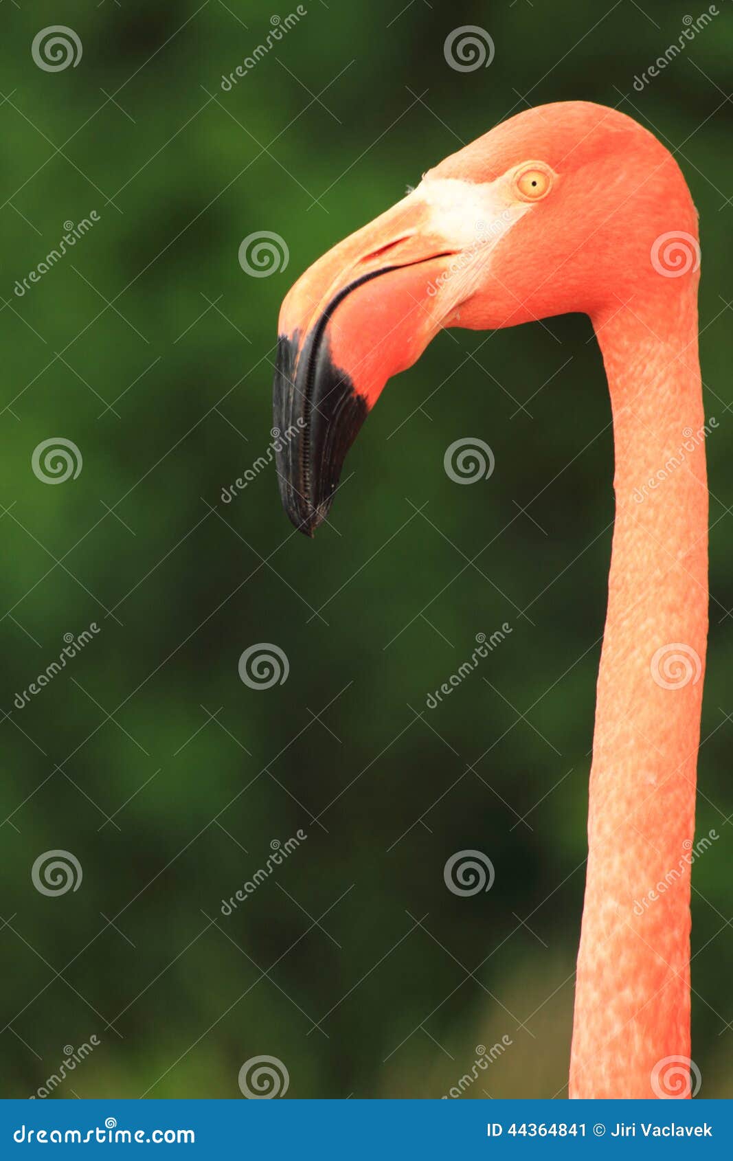Flamingo head stock image. Image of flamingo, water, color - 44364841