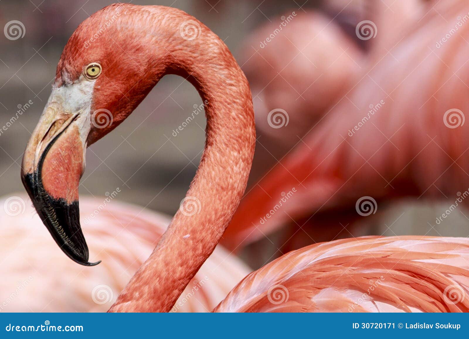 Flamingo head stock image. Image of wildlife, bird, head - 30720171
