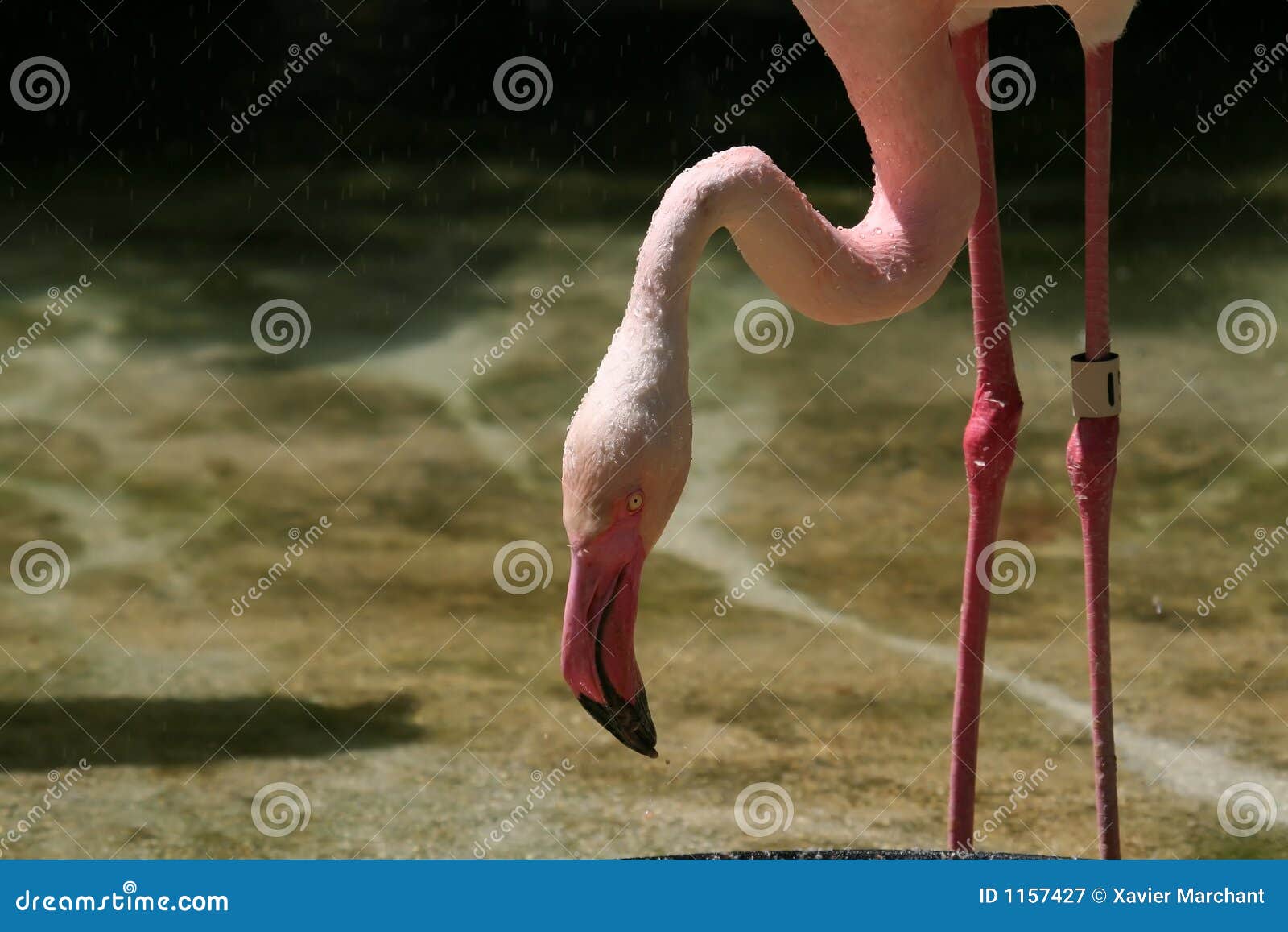 Flamingo head and feet stock image. Image of europe, feather - 1157427
