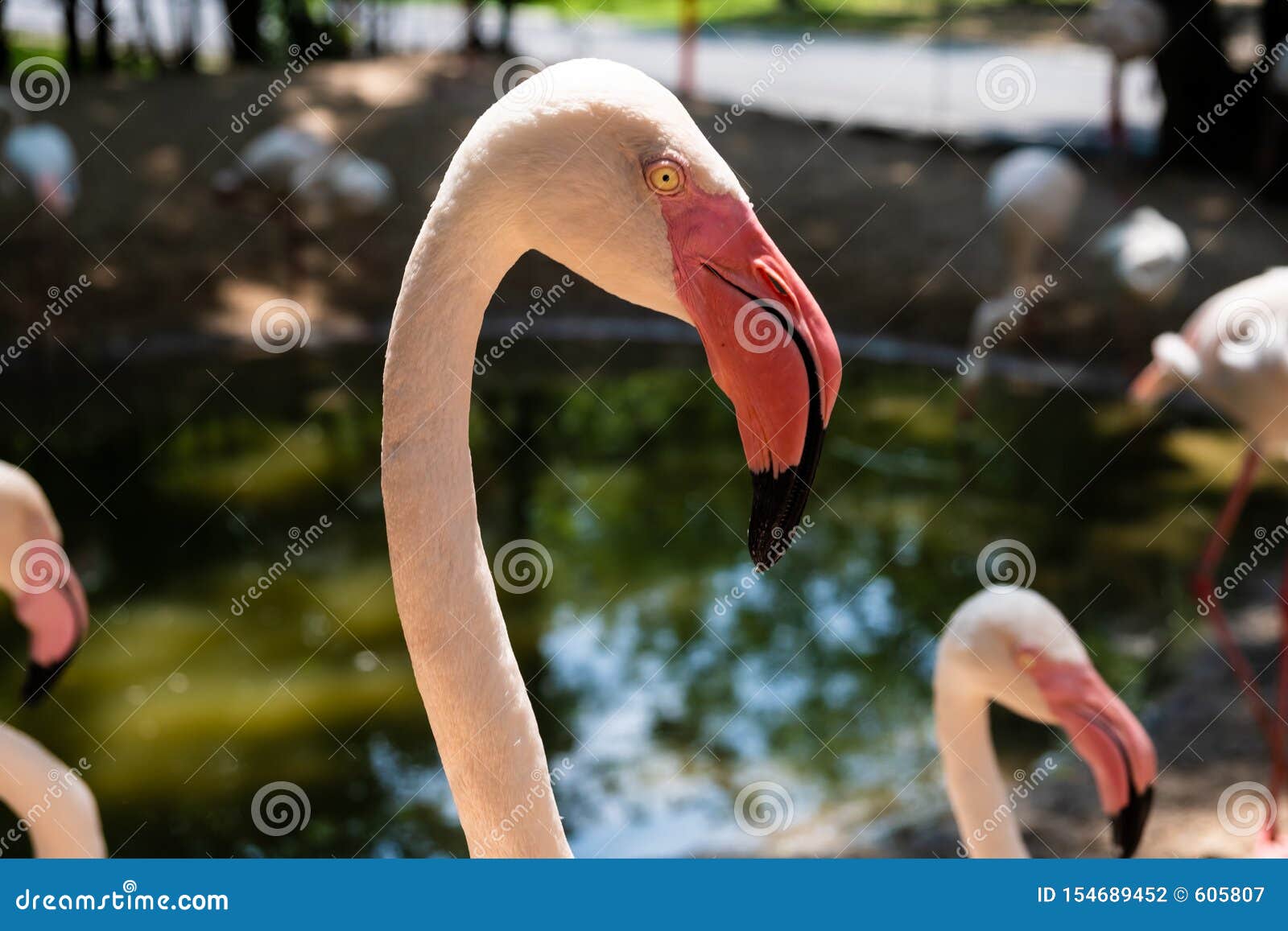 Head Forward Posture, Lordosis, Kyphosis Stock Image | CartoonDealer ...