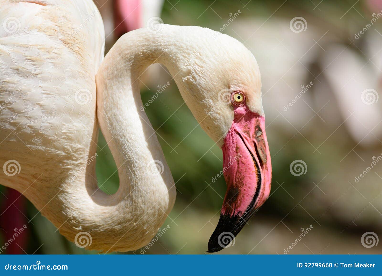 Flamingo head shot stock photo. Image of wildlife, nature - 92799660