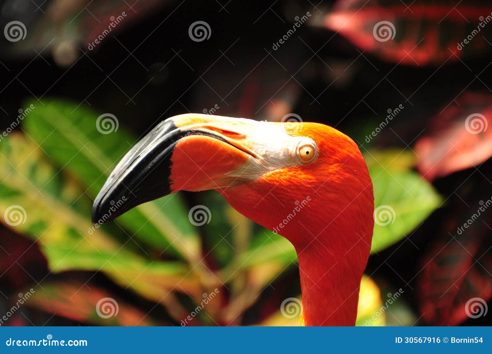Flamingo Head Shot stock photo. Image of flora, bird - 30567916