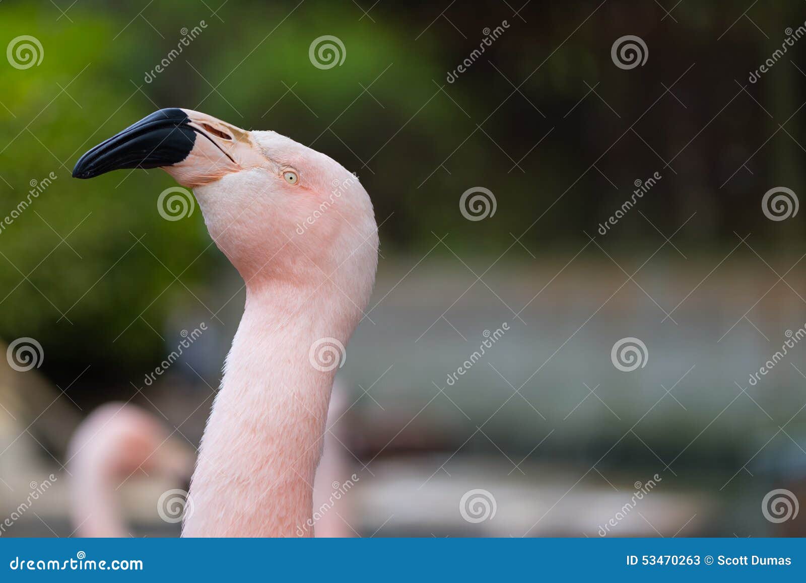 Flamingo Head stock image. Image of birds, long, phoenicopterus - 53470263
