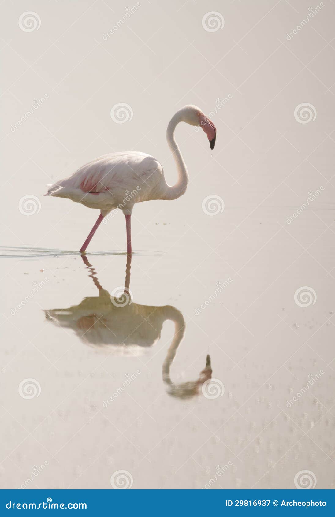 Flamingo reflection stock image. Image of feather, birdwatching - 29816937