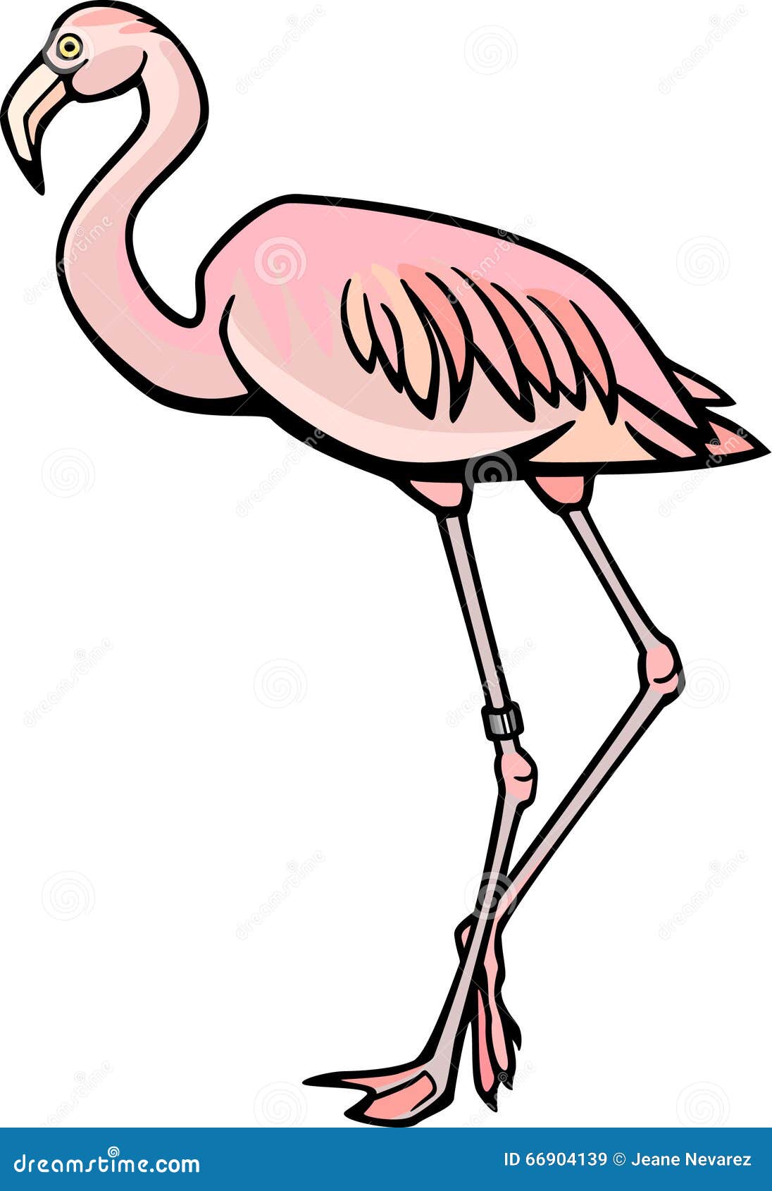 Flamingo with ID Band stock vector. Illustration of drawing - 66904139
