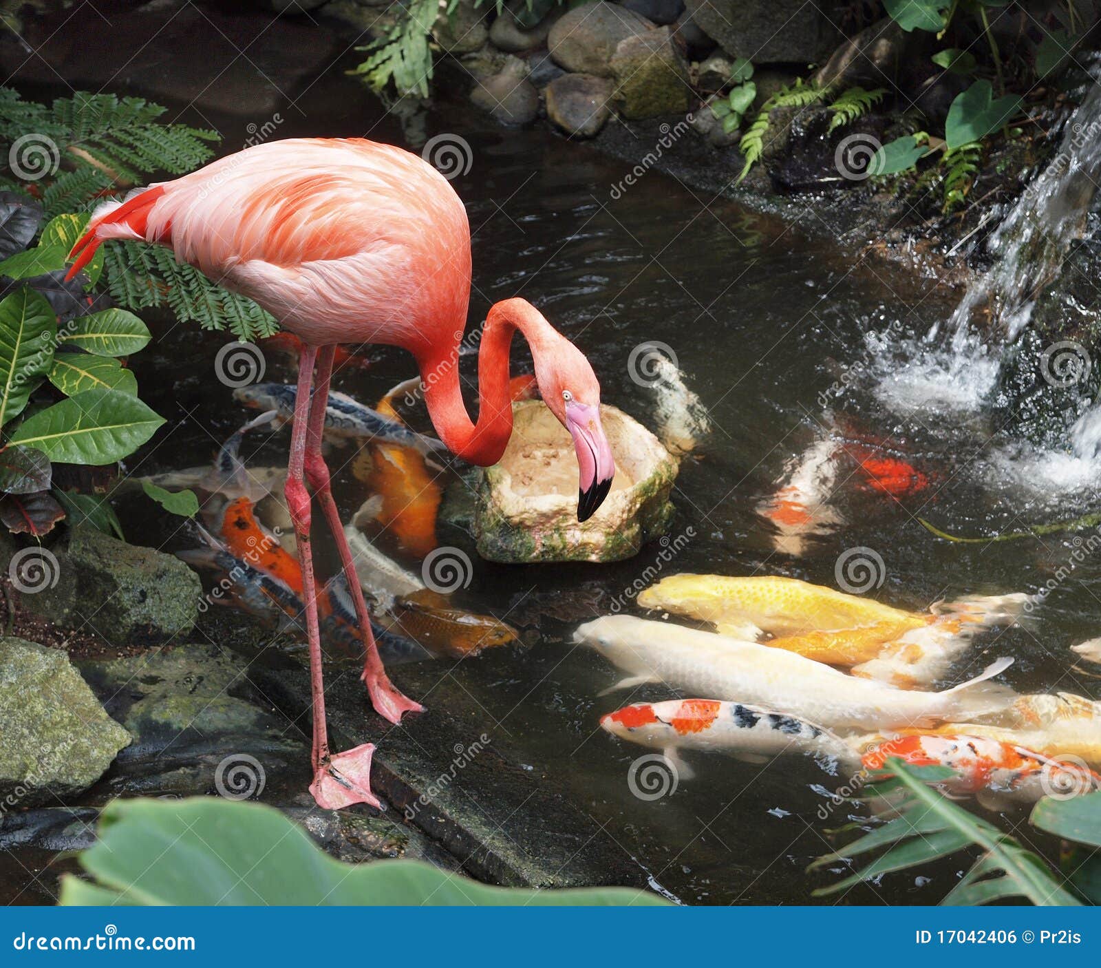 Flamingo and koi stock photo. Image of fish, subtropics - 17042406