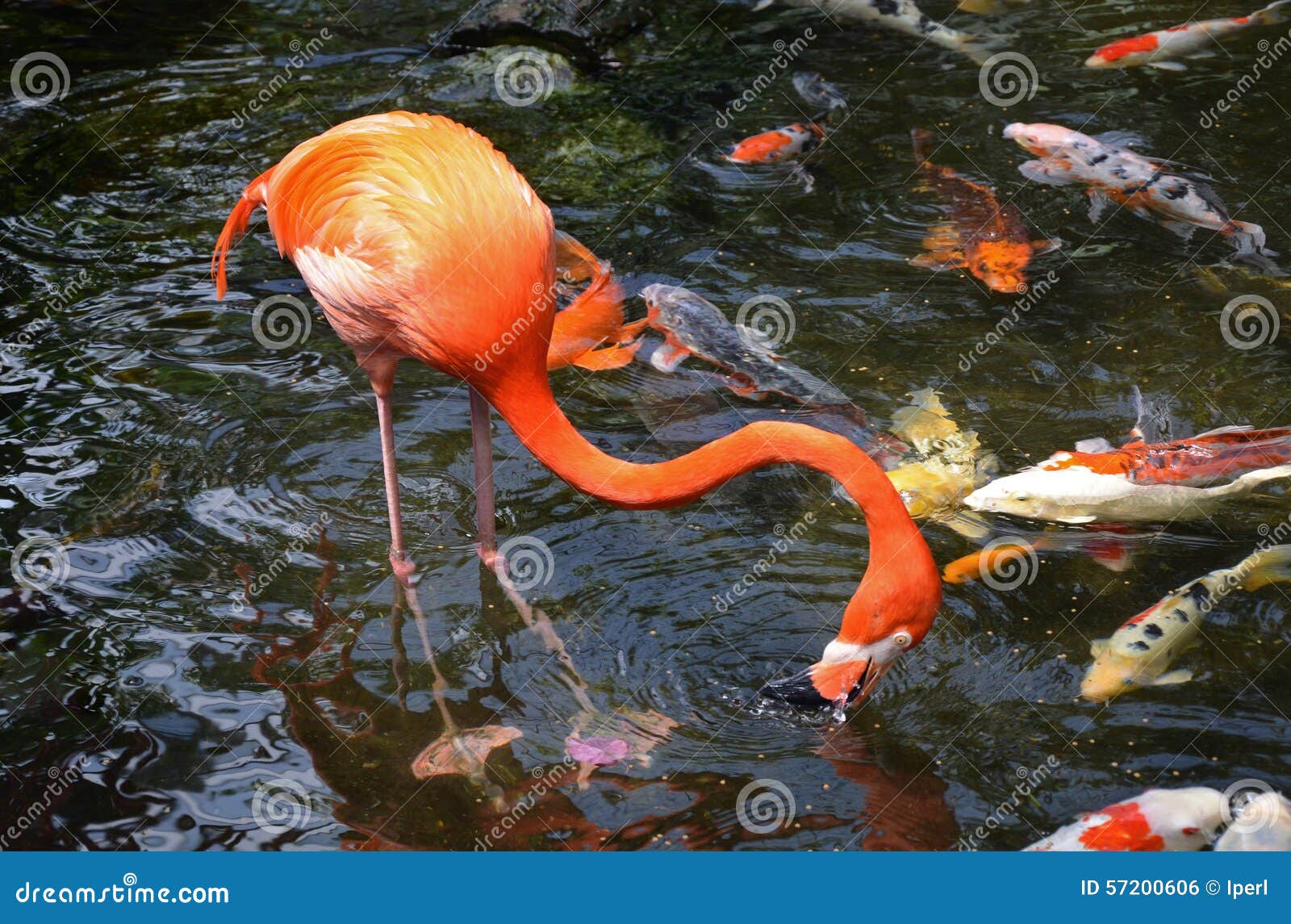 Flamingo and koi fish stock photo. Image of jungle, goldfish - 57200606