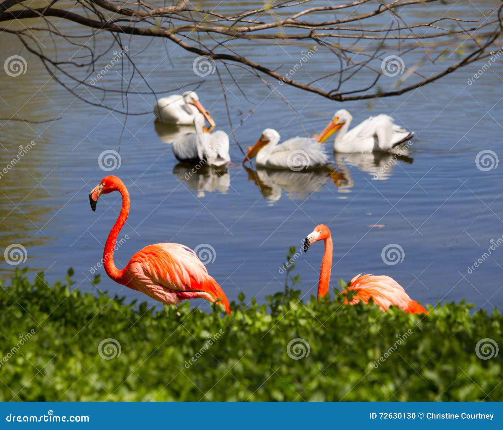 Flamingo by a lake stock photo. Image of necks, waterfowl - 72630130