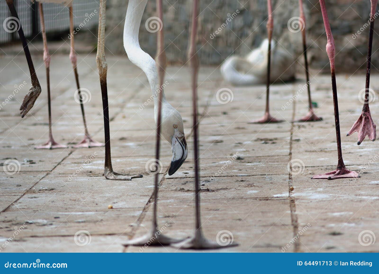 Flamingo Legs with Bird Looking in between Stock Image - Image of ...