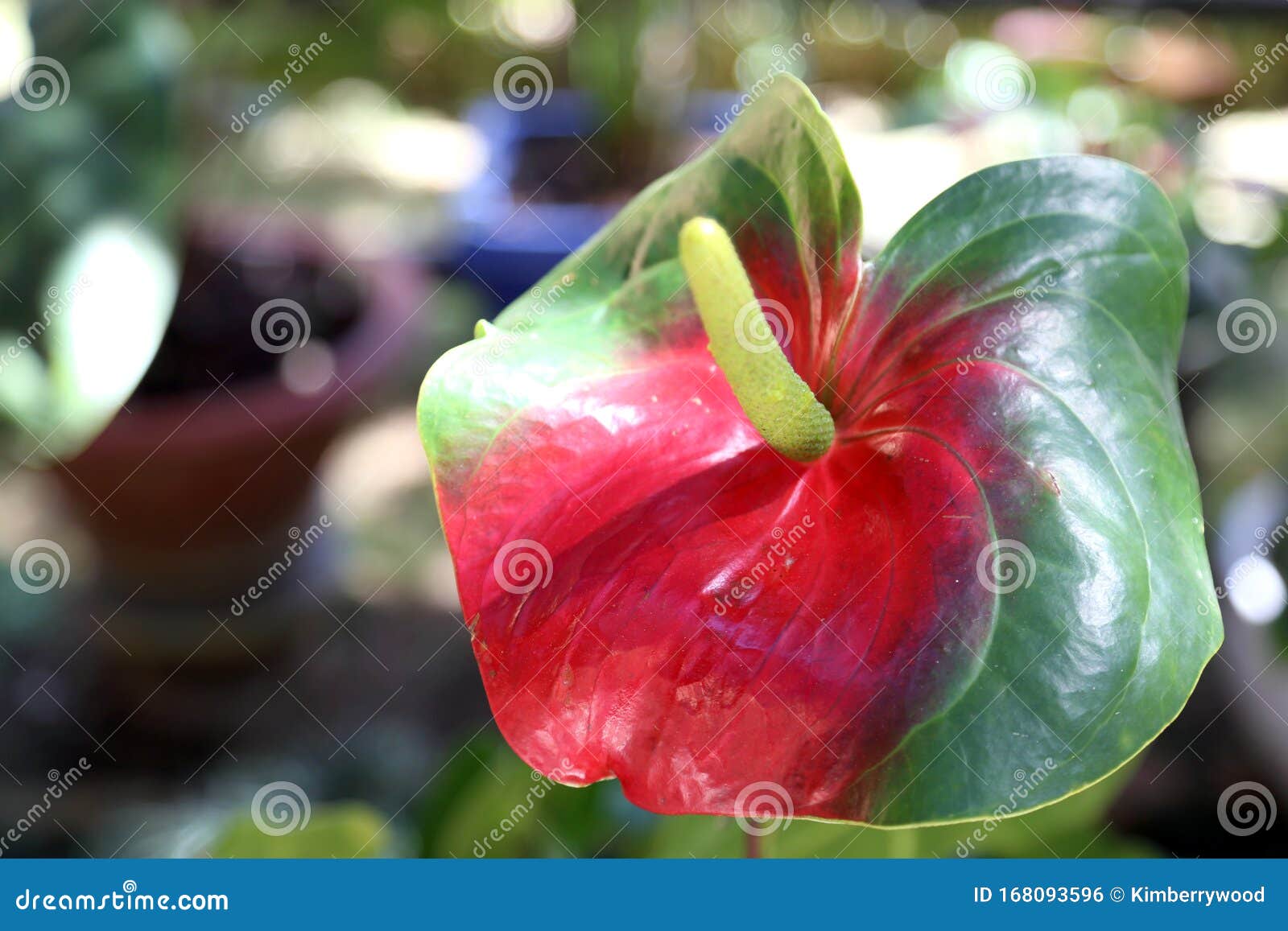 Flamingo-Lily stock photo. Image of leaf, botanical - 168093596