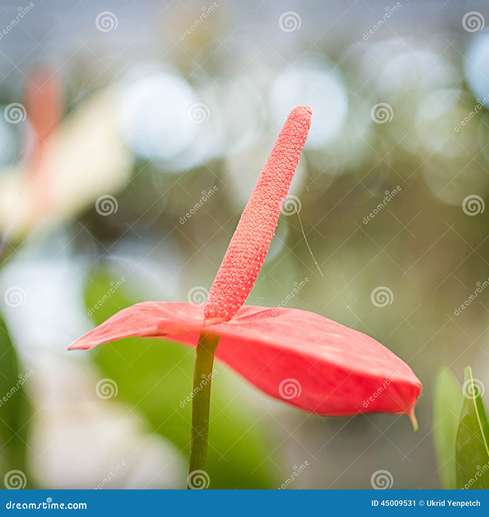 Flamingo Lily Flower in the Garden Stock Image - Image of flamingo ...