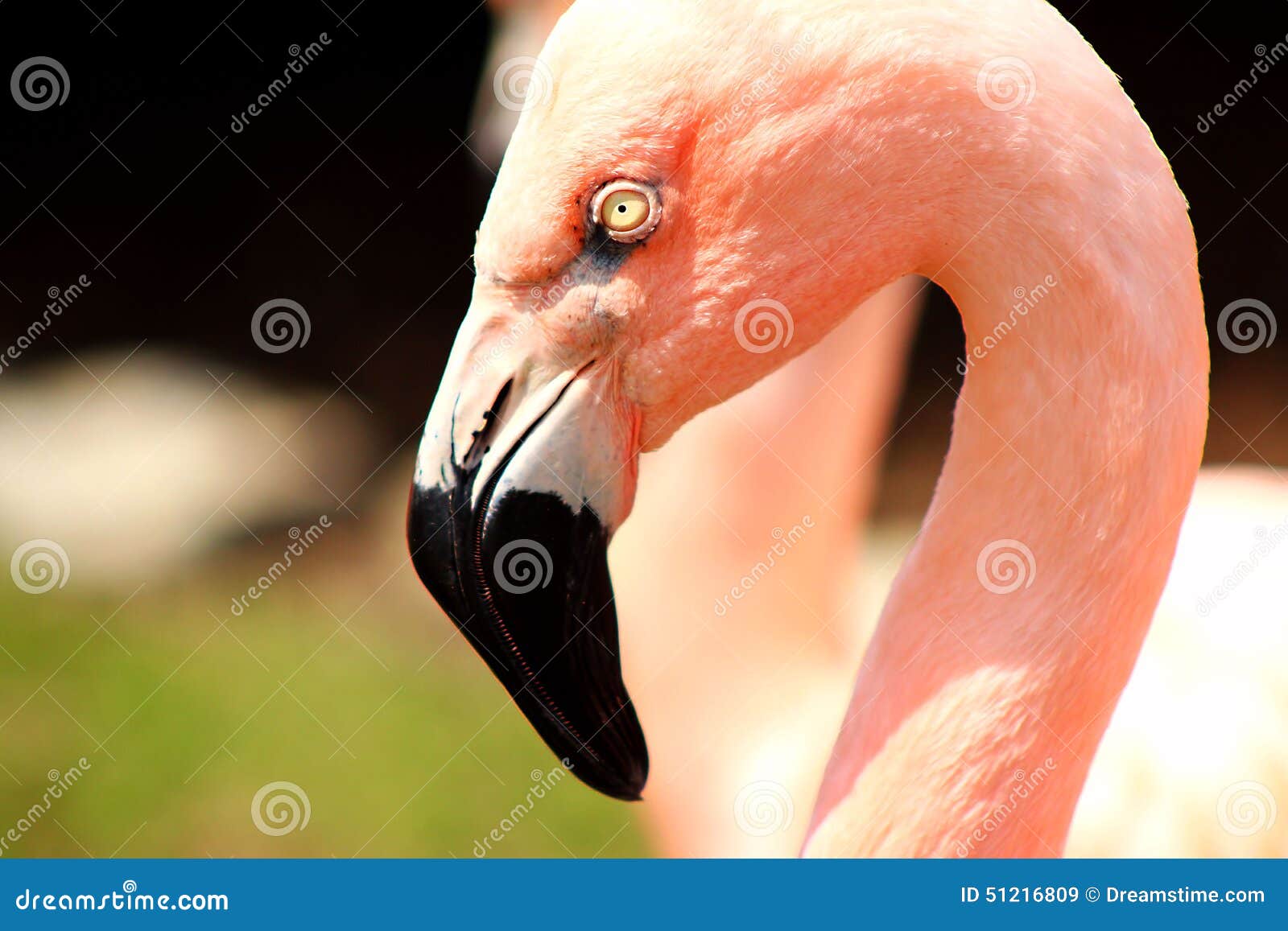 Flamingo stock image. Image of pink, wildbird, wildlife - 51216809