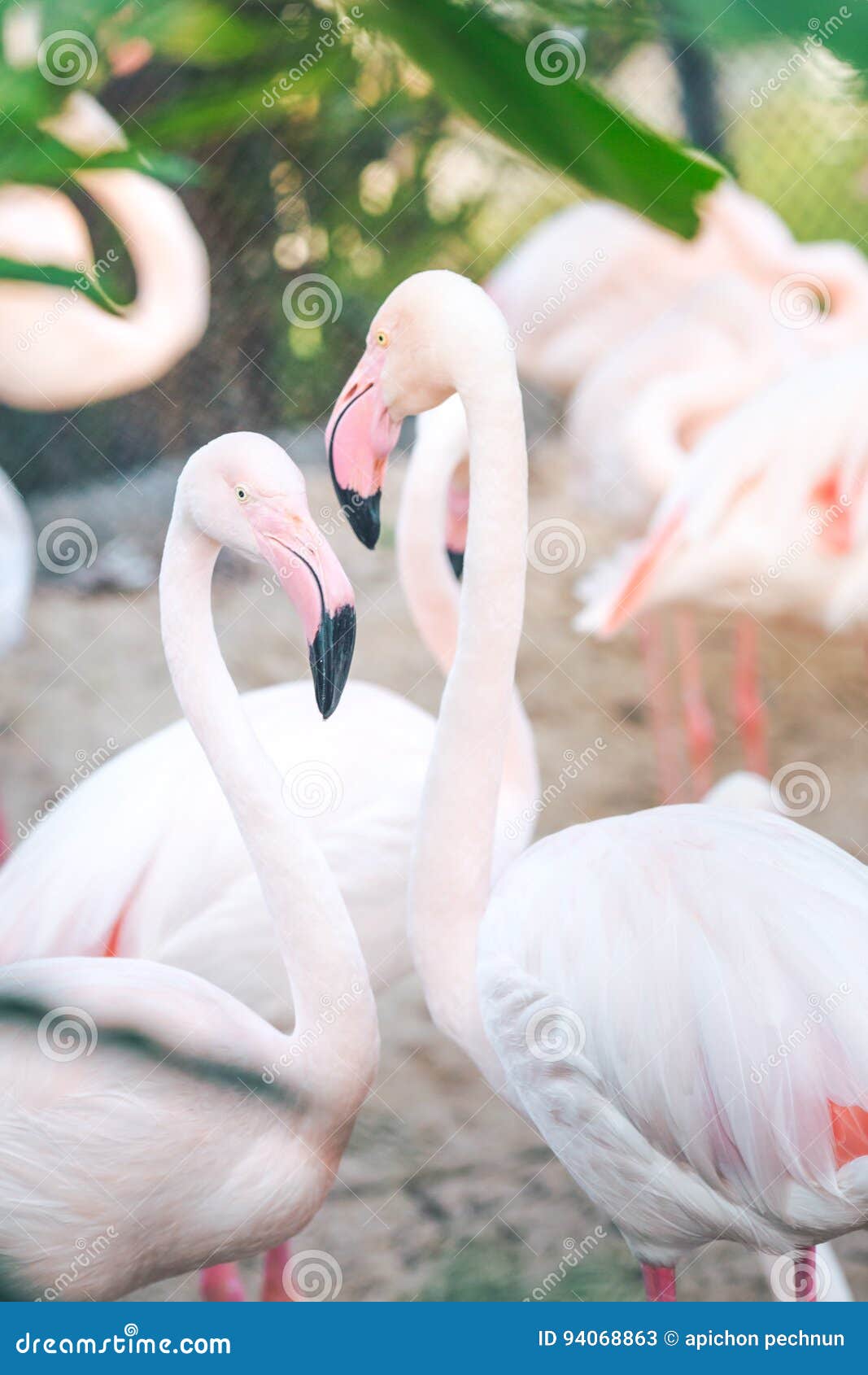 Flamingo Looking at the Camera Natural Backgrounds, Stock Image - Image ...