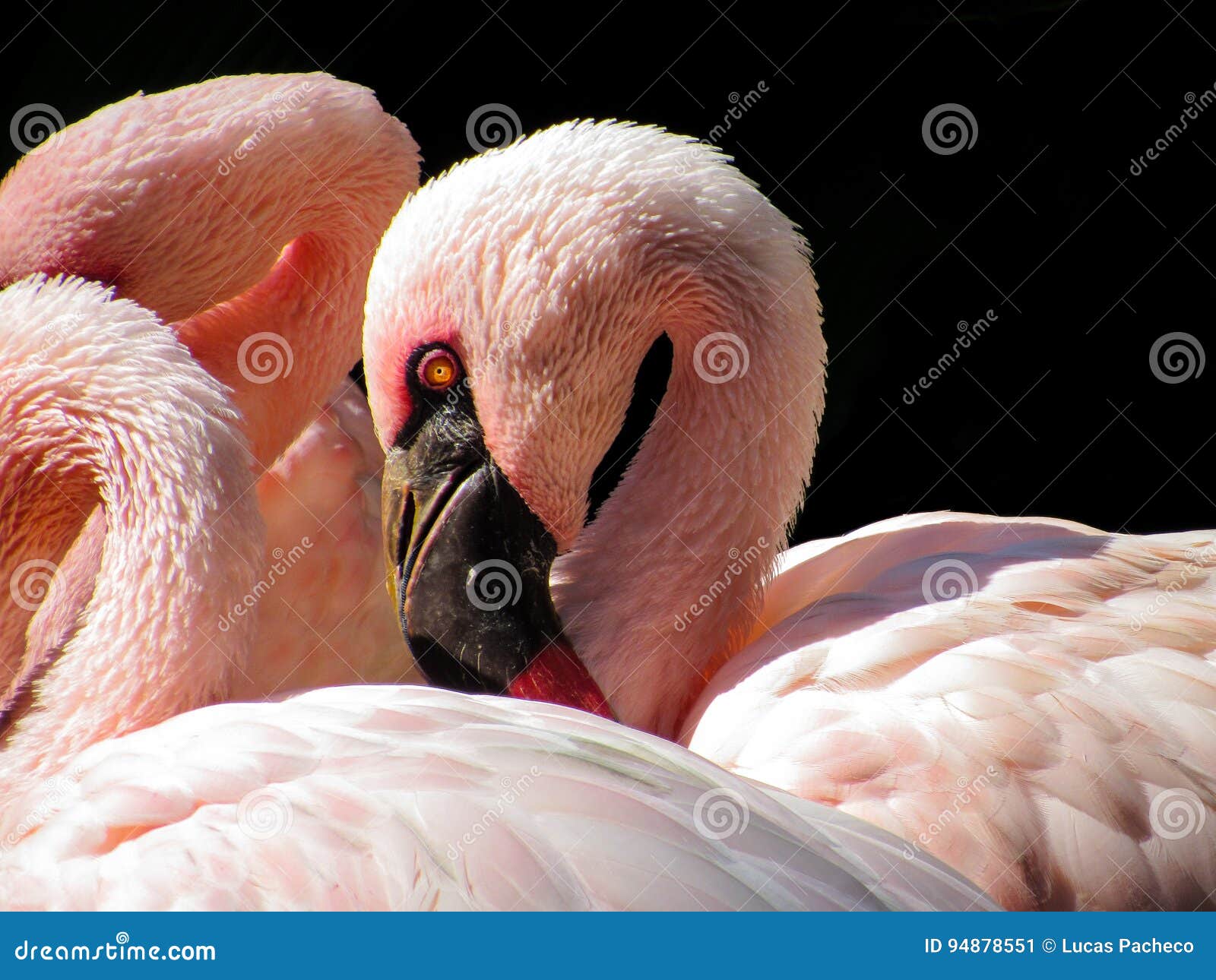 194 Flamingo Looking Camera Stock Photos - Free & Royalty-Free Stock ...