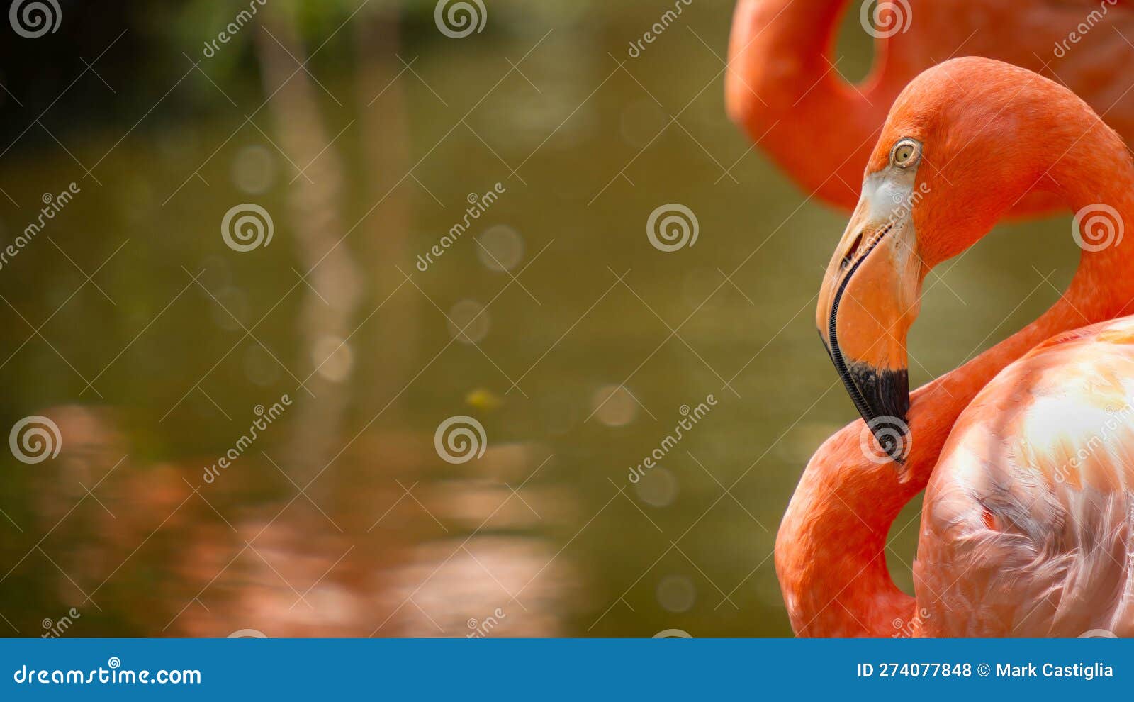 Flamingo Looking at Viewer with Sharp Teeth Showing Stock Photo - Image ...