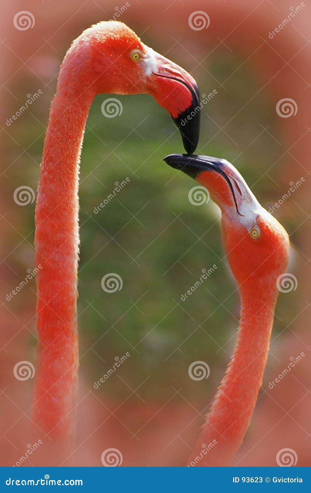 Flamingos Beaks Touching Stock Photos - Free & Royalty-Free Stock ...
