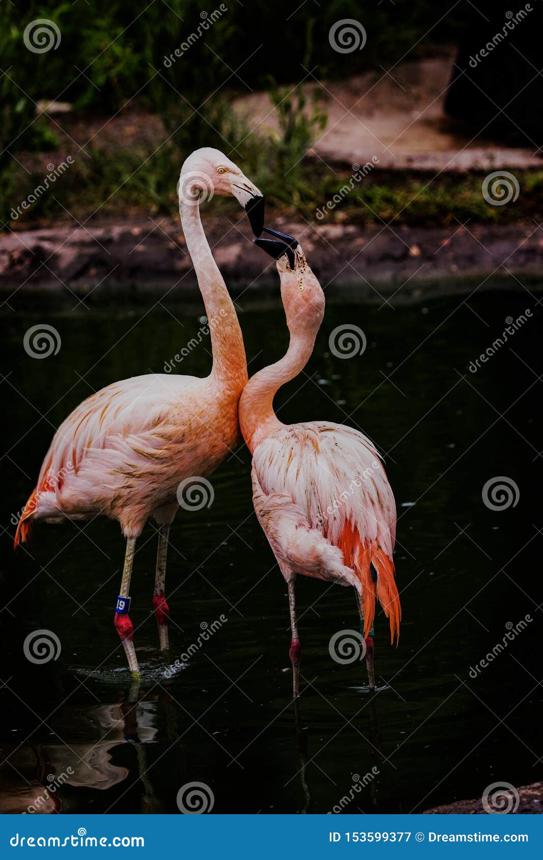 Flamingo love stock image. Image of aviary, malefemale - 153599377