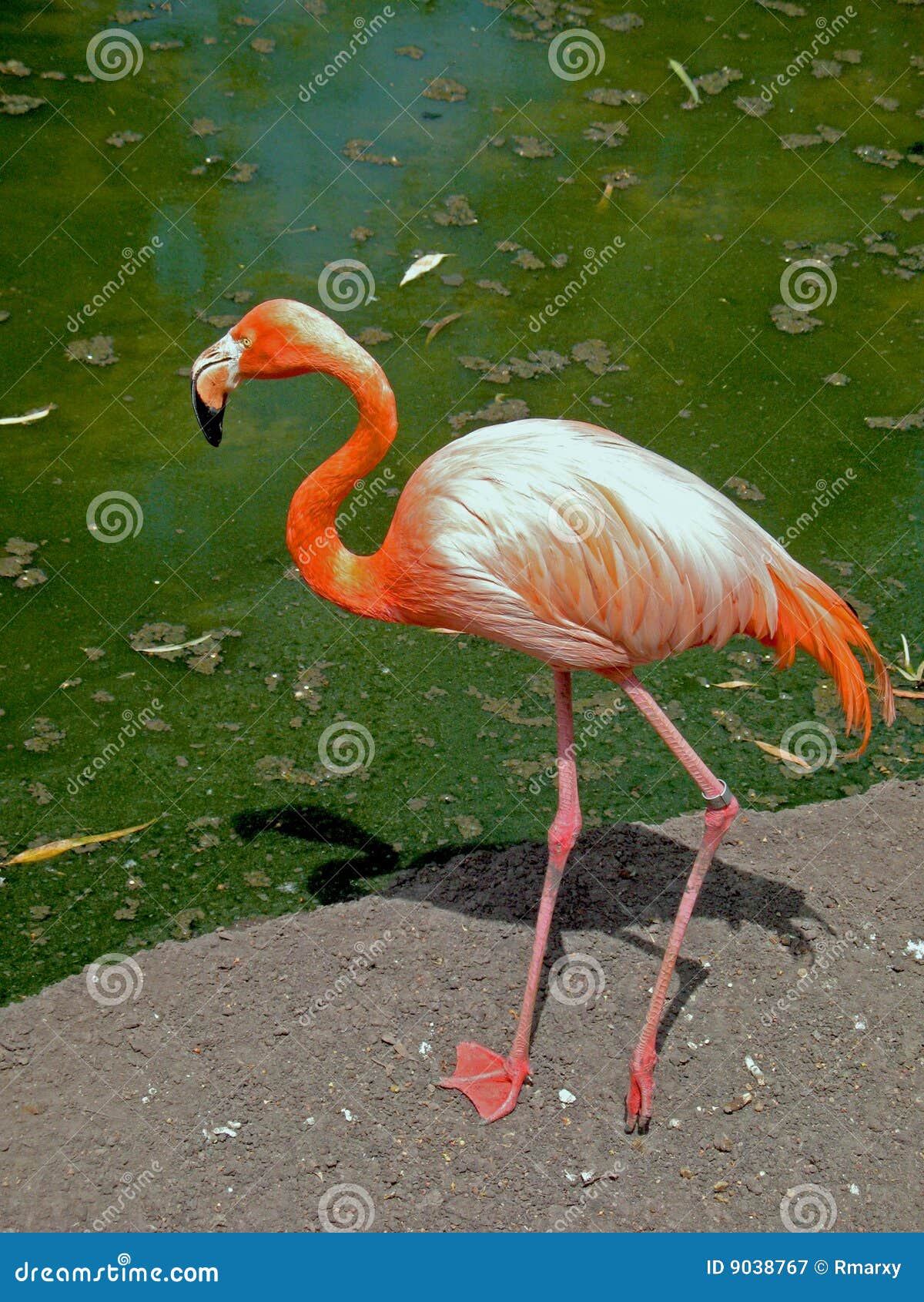 Flamingo in Mexican Patio stock image. Image of fists - 9038767