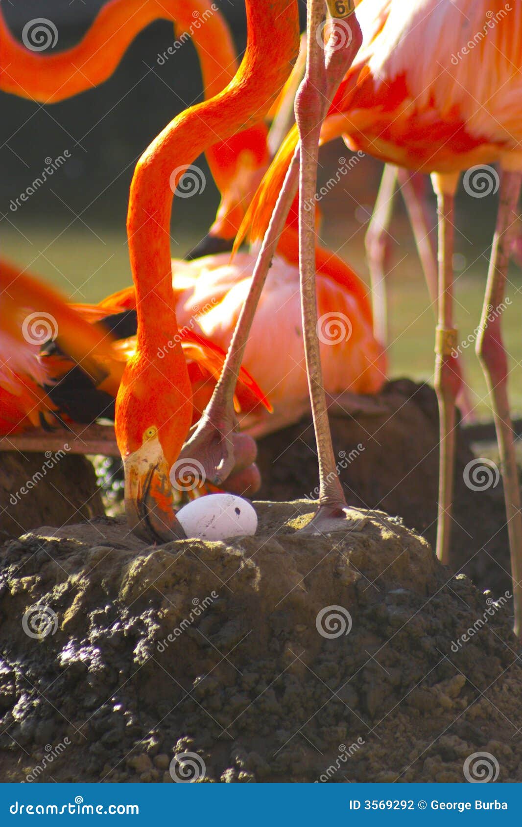 Flamingo on the nest stock photo. Image of hatch, environment - 3569292