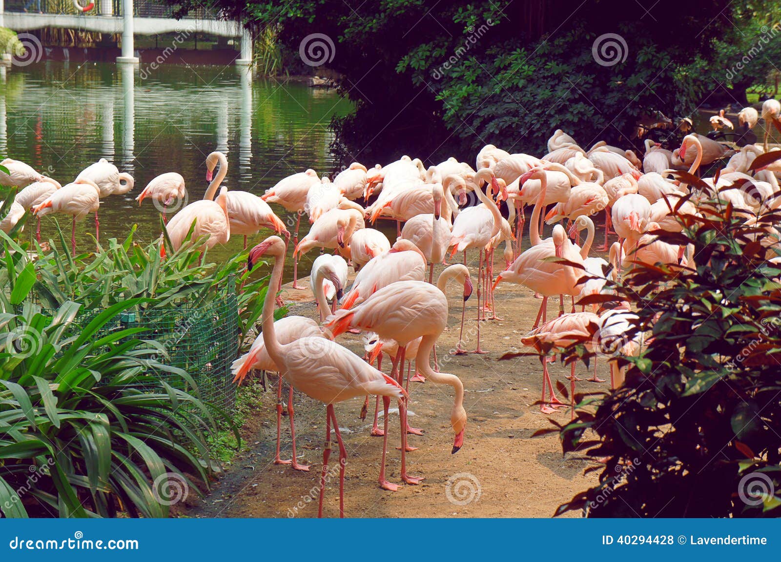 Flamingo No Parque De Kowloon De Hong Kong Foto de Stock - Imagem de ...