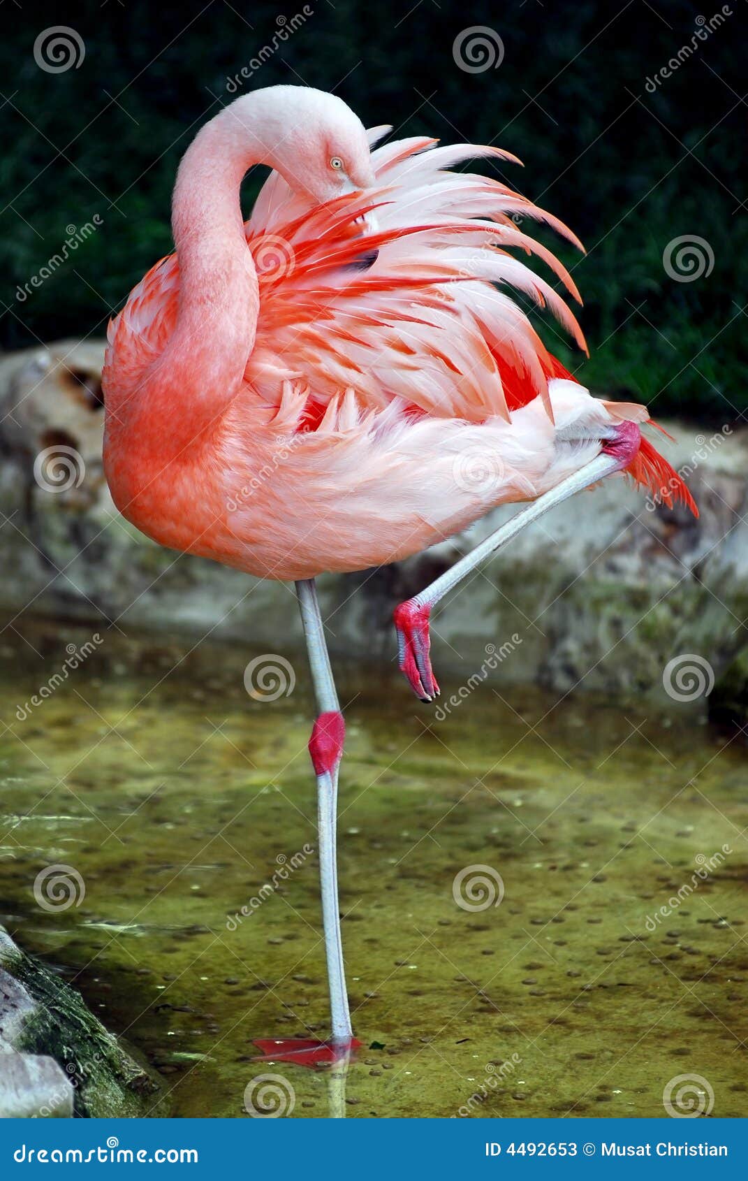 Flamingo op één been stock afbeelding. Image of gevederte - 4492653