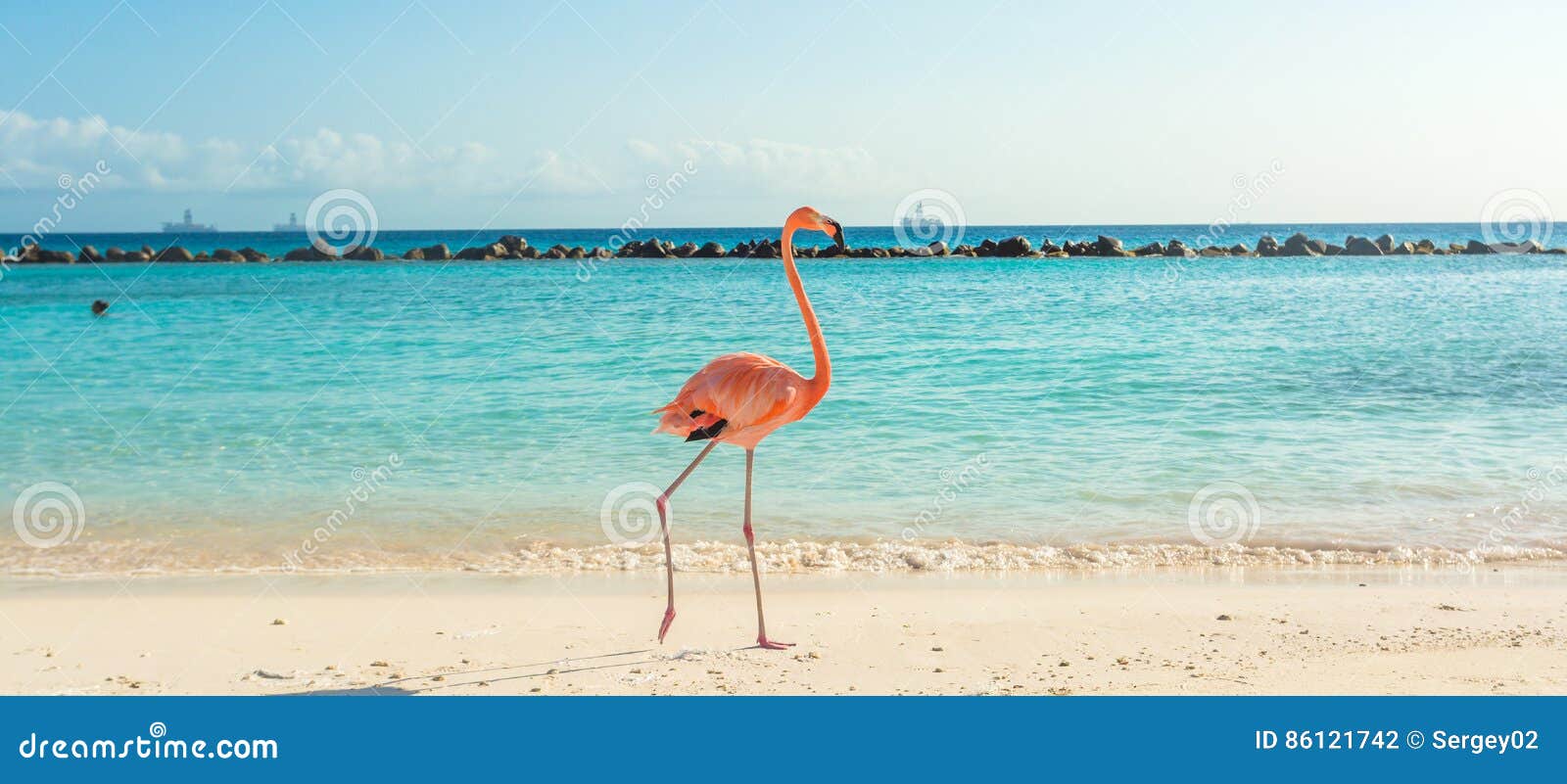 Flamingo Op Het Strand Het Eiland Van Aruba Stock Foto - Image of ...