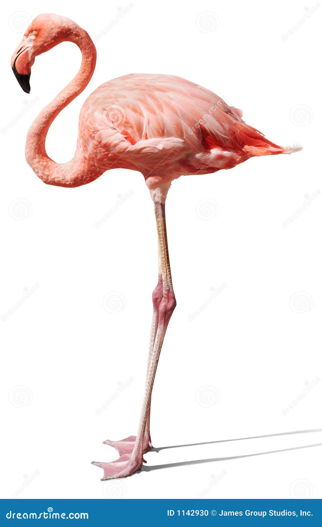Flamingo op wit stock foto. Image of vijver, bevallig - 1142930