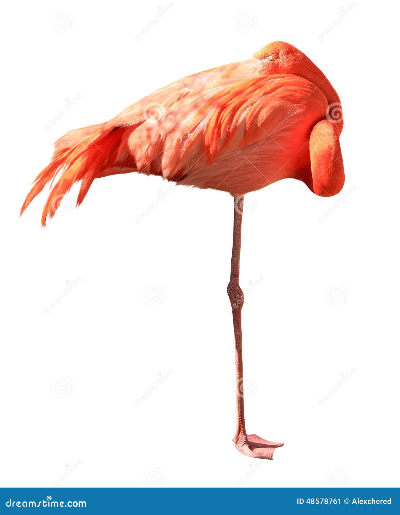 Flamingo Op Witte Achtergrond Wordt Geïsoleerd Die Stock Afbeelding ...