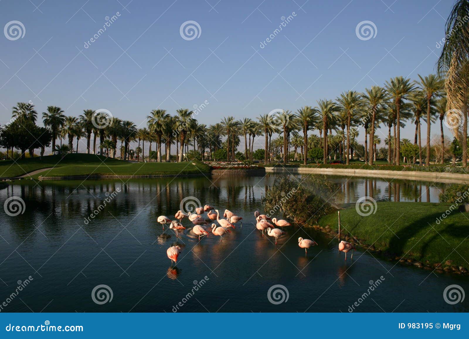 Flamingo palm tree lake stock image. Image of hotel, calm - 983195
