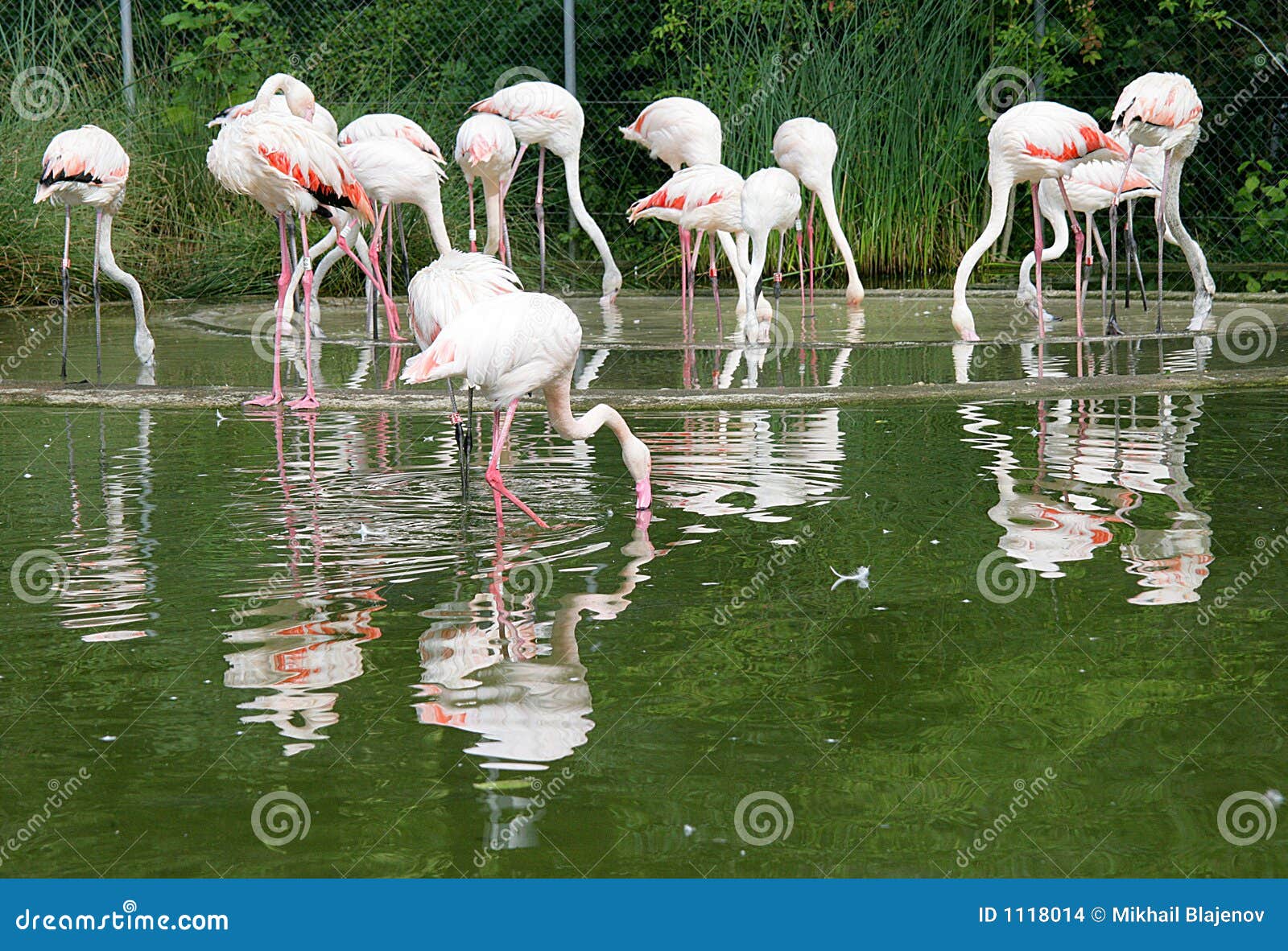 Flamingo parade 3 stock photo. Image of feather, flock - 1118014