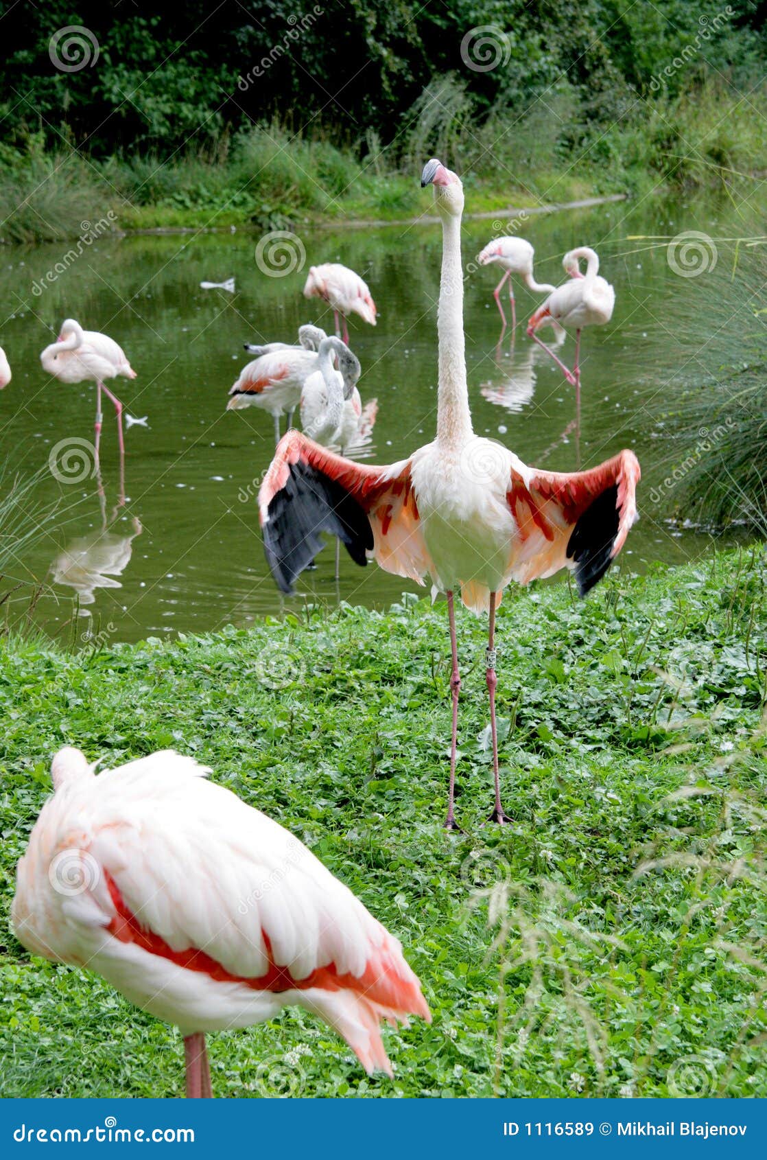 Flamingo parade 5 stock image. Image of pond, nice, flock - 1116589