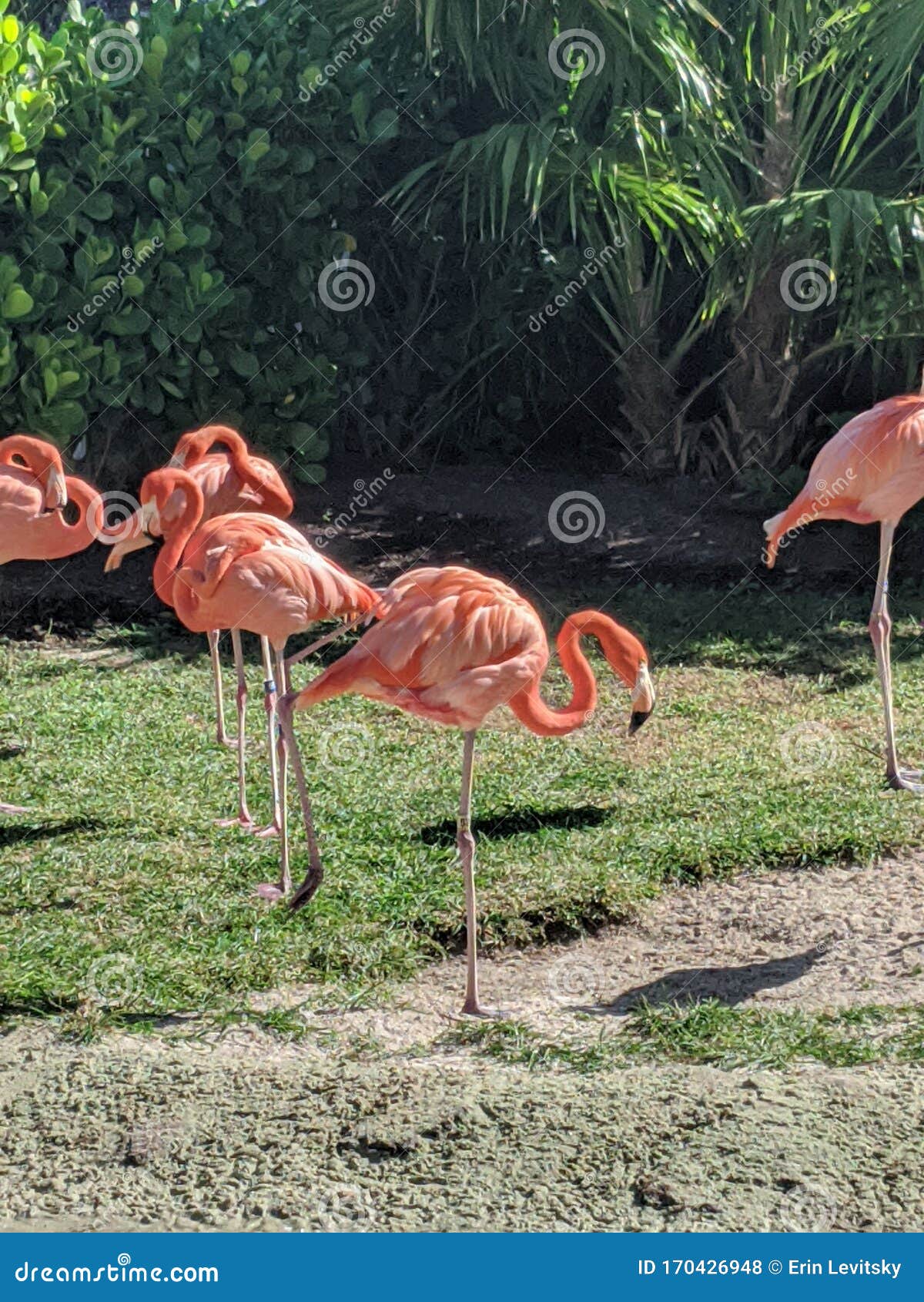 Flamingo parade dancer stock photo. Image of flamingo - 170426948