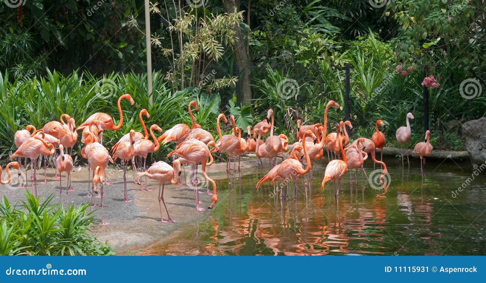 Flamingo paradise stock image. Image of long, bird, garden - 11115931