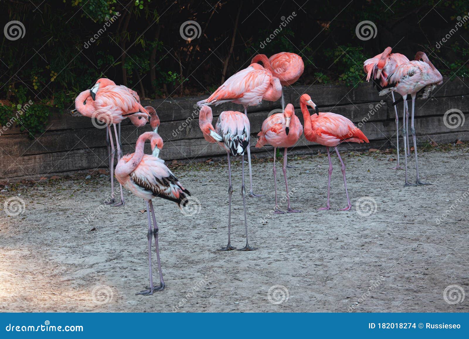Flamingo park stock photo. Image of feather, pond, long - 182018274