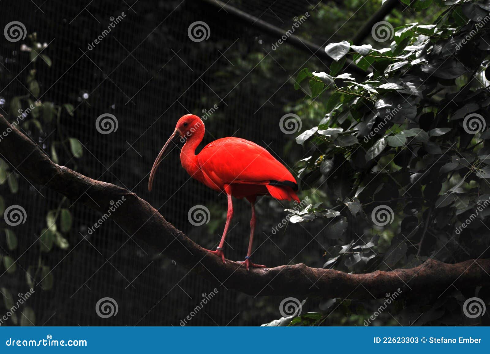 Flamingo at Parque Das Aves Stock Image - Image of brazil, close: 22623303