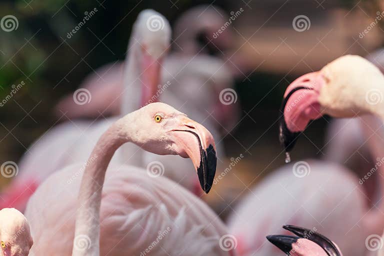 Flamingo stock photo. Image of bolivia, swarm, animal - 162931116