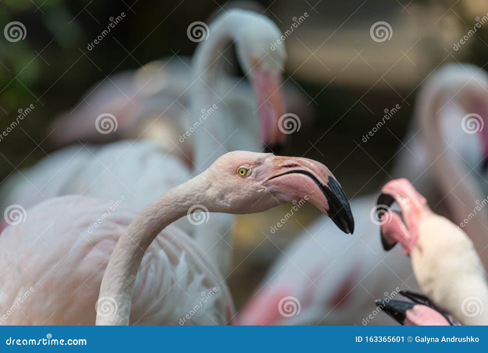 Flamingo stock image. Image of animal, nature, south - 163365601