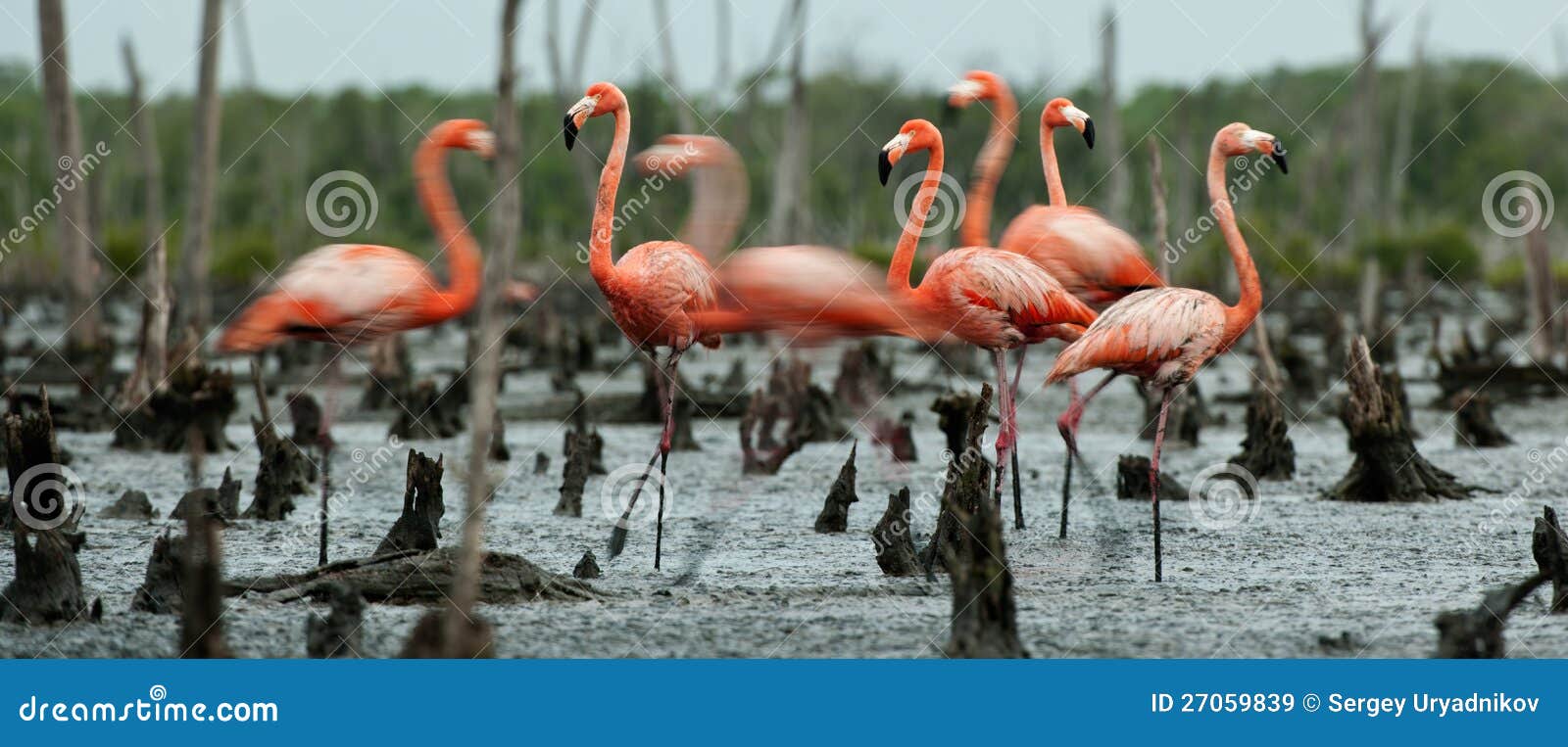 Flamingo (Phoenicopterus Ruber) Colony. Stock Image - Image of florida ...