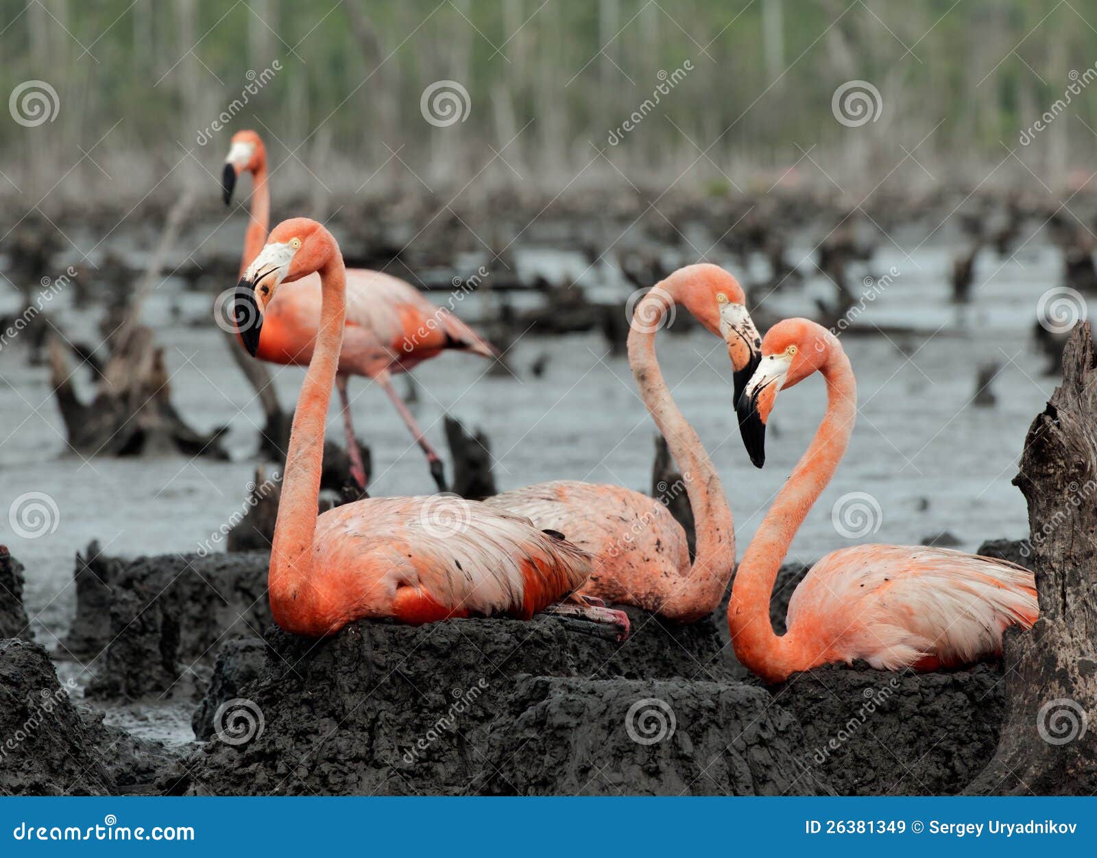 Flamingo (Phoenicopterus Ruber) at Nest. Stock Image - Image of colony ...