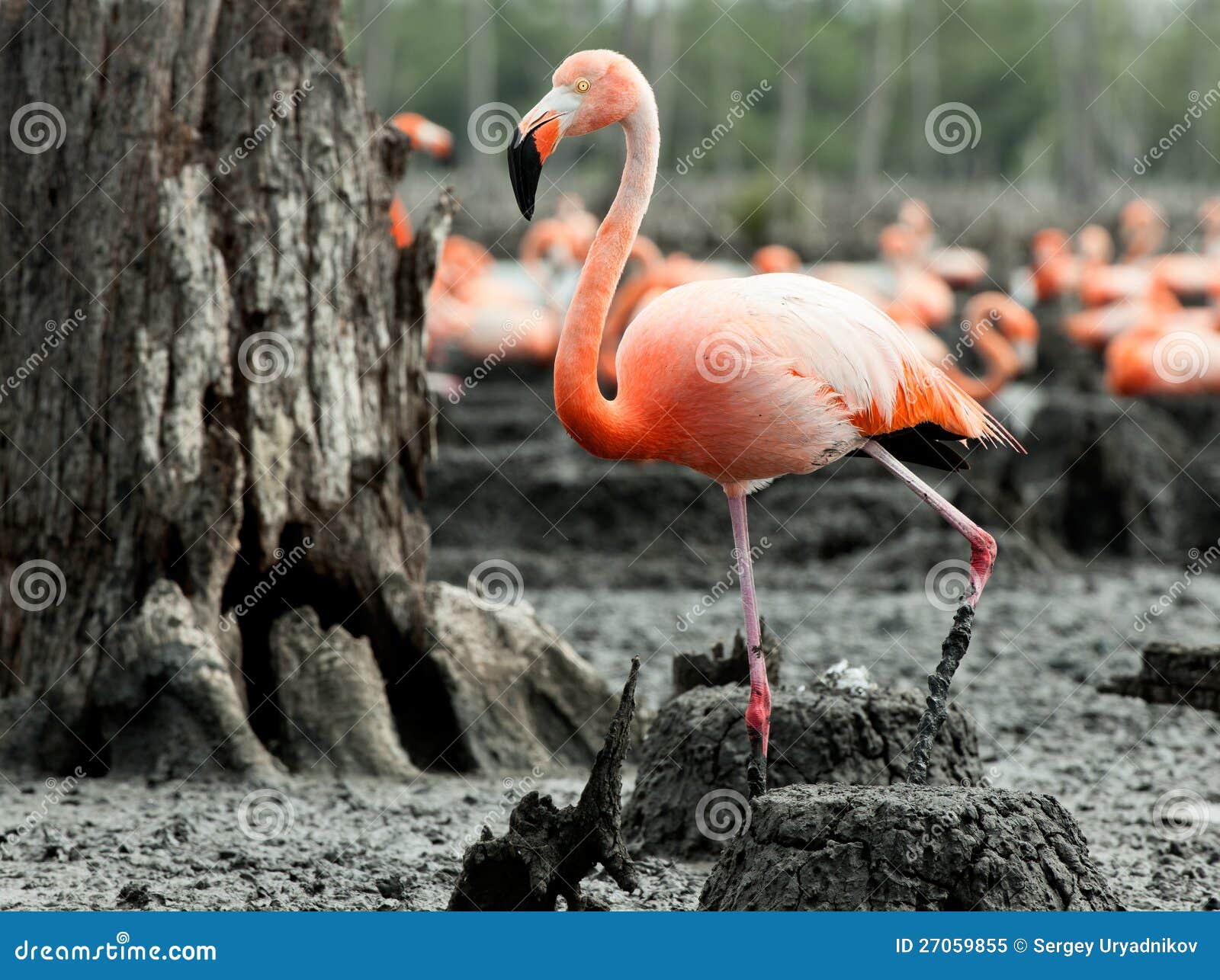 Flamingo (Phoenicopterus Ruber) at Nest. Stock Image - Image of ...