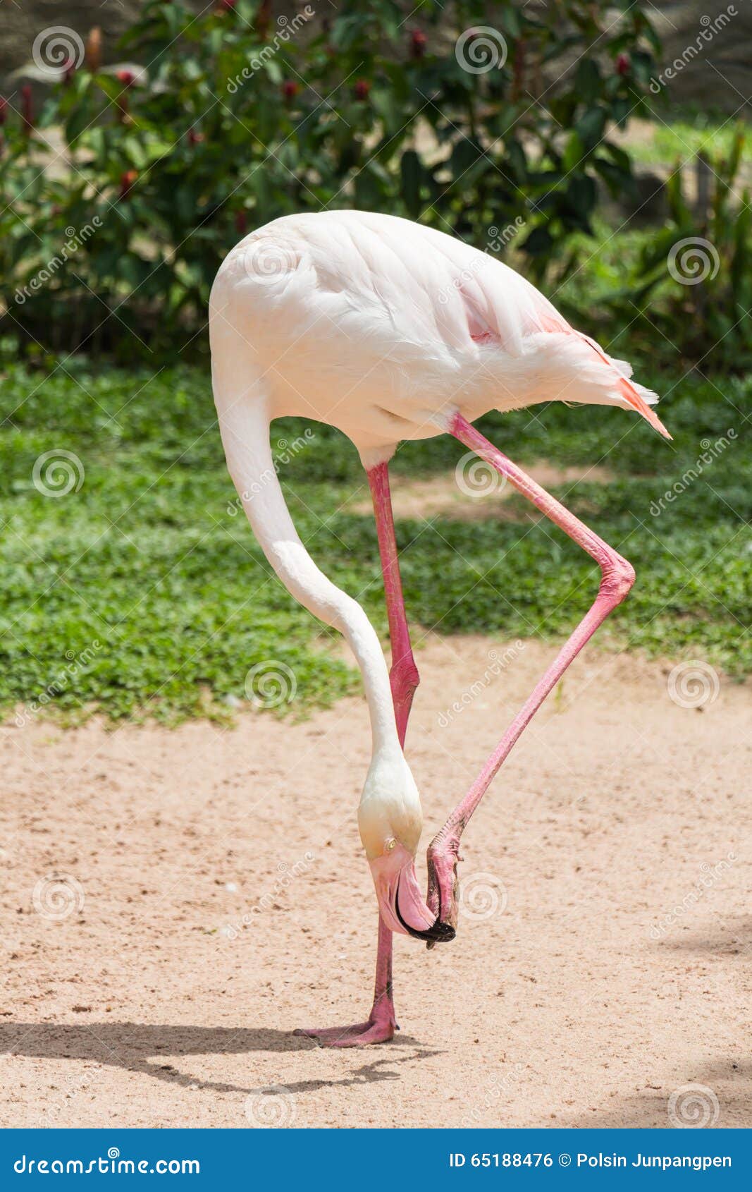 Flamingo stock photo. Image of wild, nature, beak, neck - 65188476