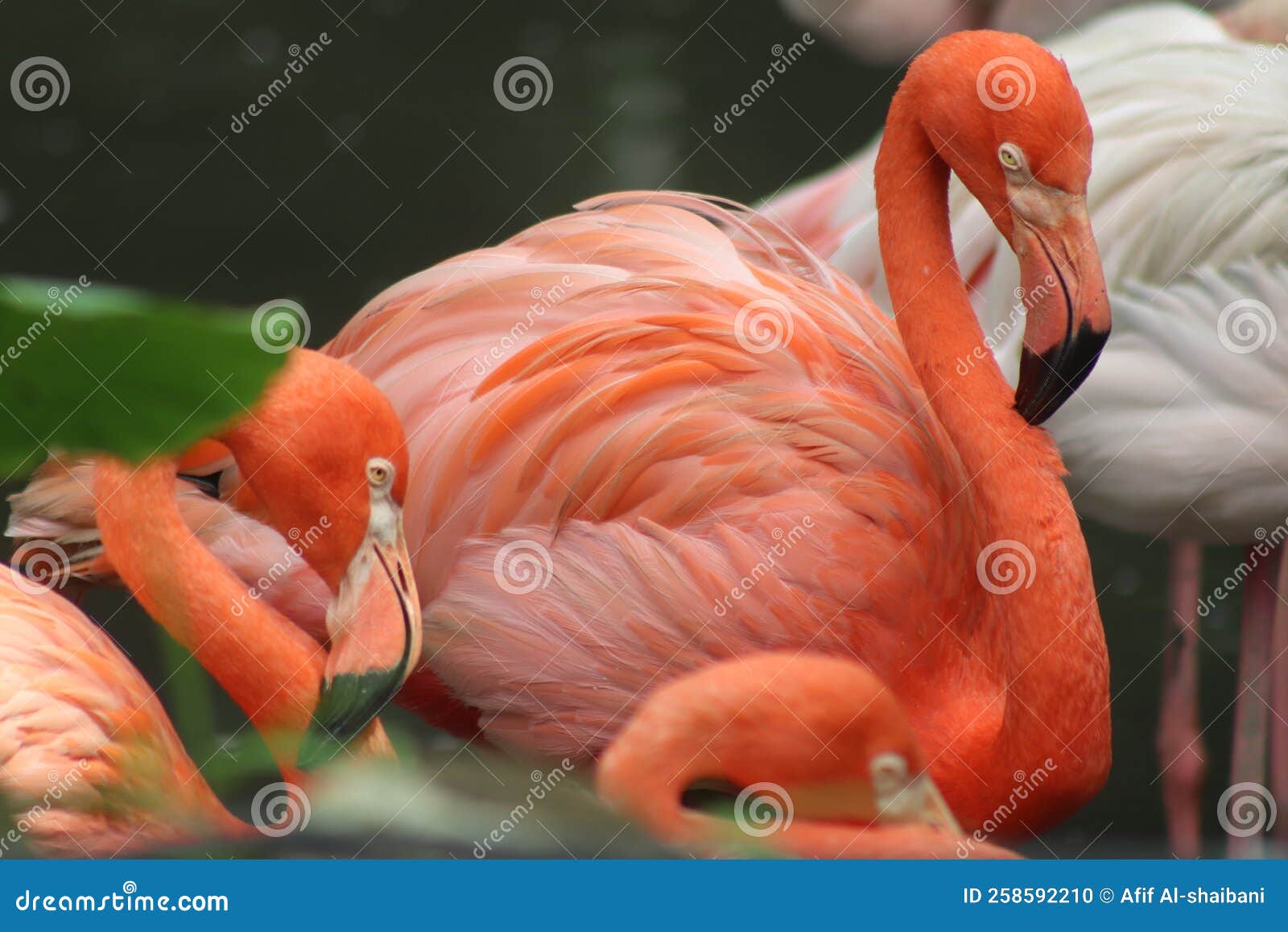 Pink flamingo stock photo. Image of storks, birds, flamingo - 258592210
