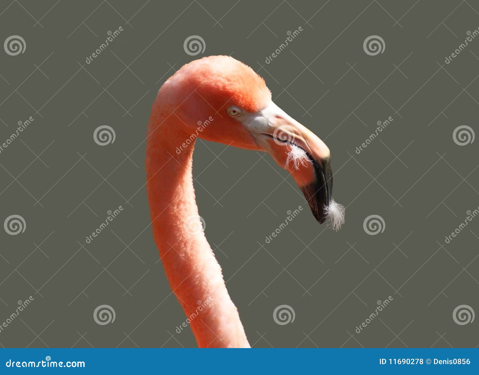 Flamingo Pink head stock illustration. Illustration of lake - 11690278